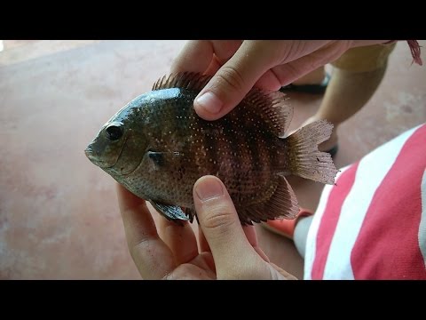Karimeen fishing with wheat flour dough - Pearl spot fish Amazing ...