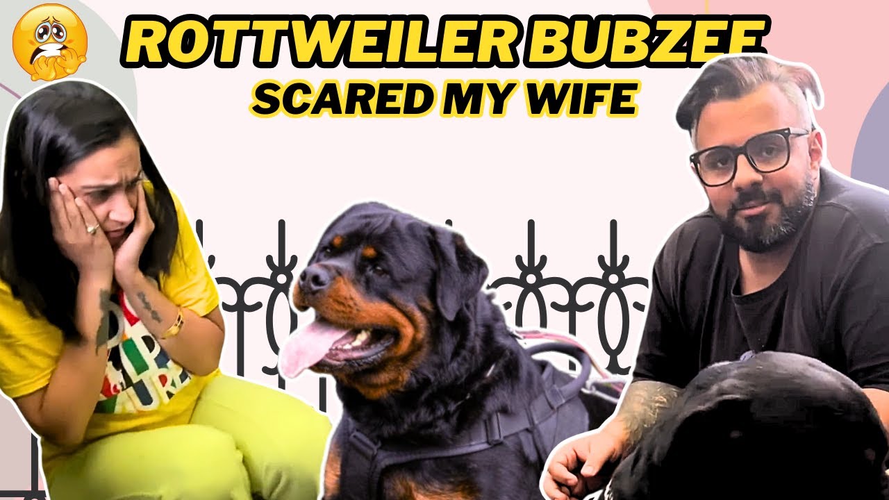 "Rottweiler Bubzee's Hilarious Scare: My Wife's Reaction! 😂🐾 ...