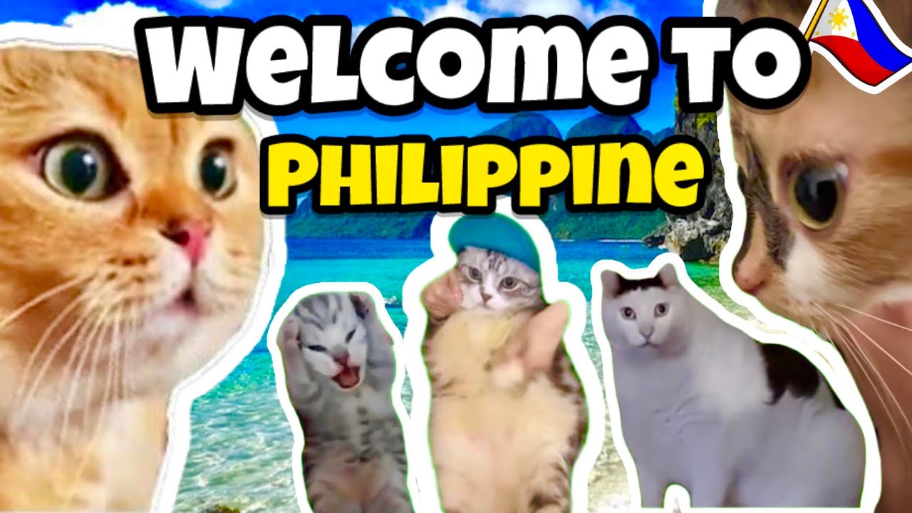 Cat Memes Travel To Philippines Part 1 #cats #viral #catmemes - YouTube
