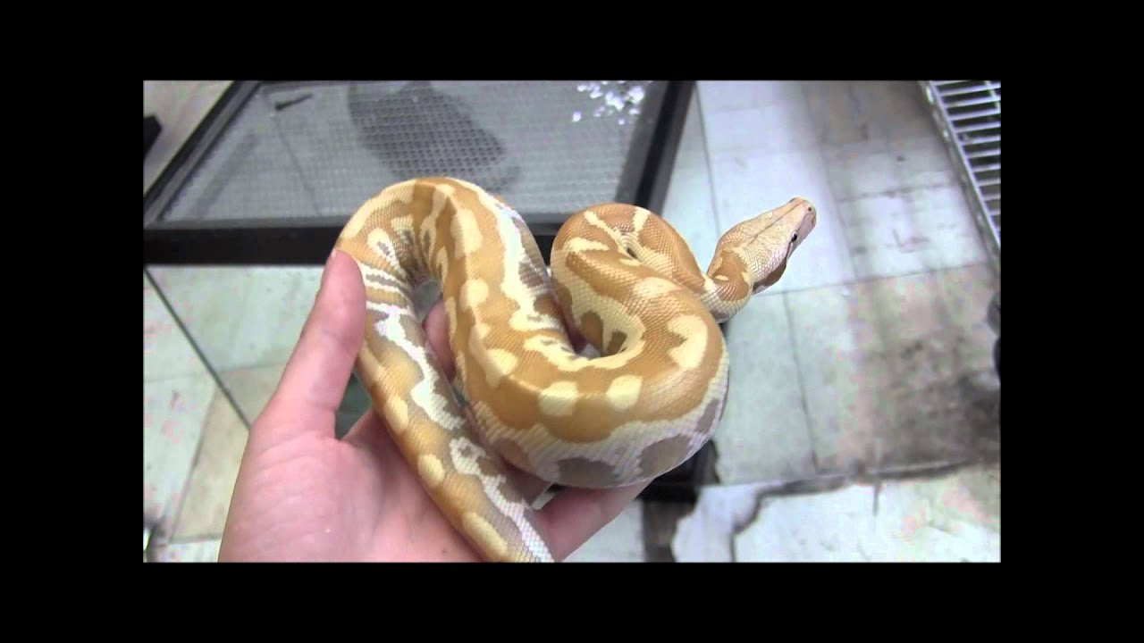 Albino Sumatran Blood Python - YouTube