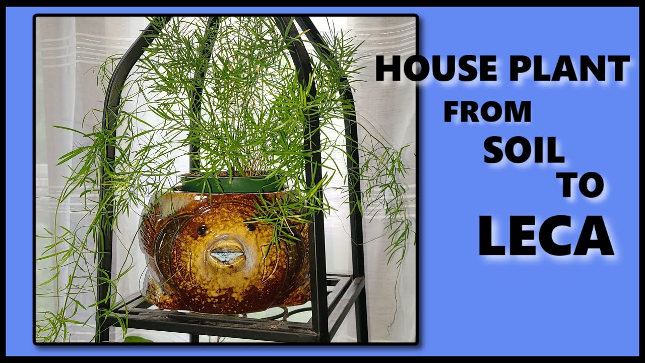TRANSPLANTING HOUSE PLANTS INTO LECA, FROM SOIL TO LECA, MOLD ALLERGIES ...