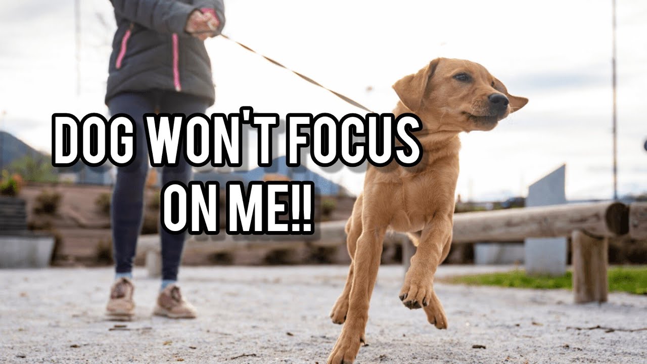 The Name Game- Getting your dog to focus on you - YouTube