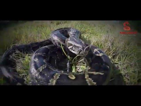 Fighting giant snake with a man - YouTube