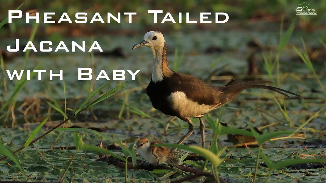 Call of Pheasant Tailed Jacana with Baby 4K - YouTube