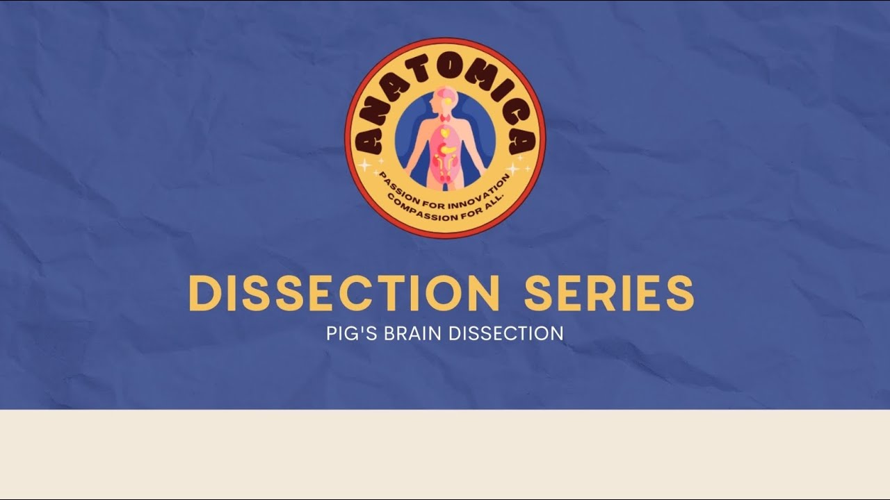 PIG'S BRAIN DISSECTION - YouTube
