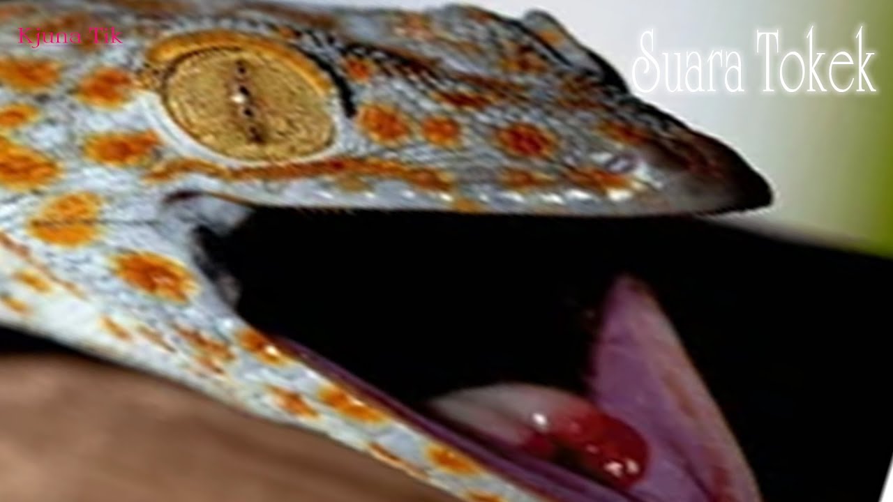 Suara Tokek, Tokay Gecko Sound - YouTube