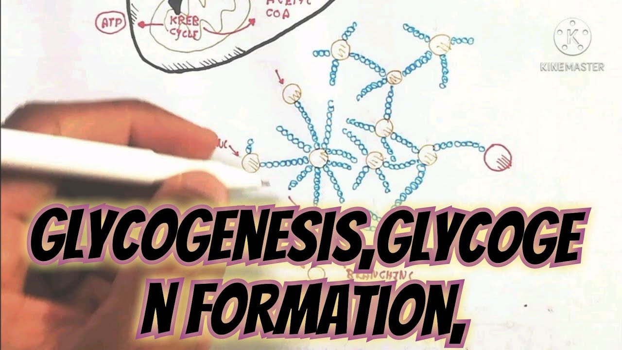 Glycogenesis,Glycogen Formation, Biochemistry @umerfarooqbiology7083 ...