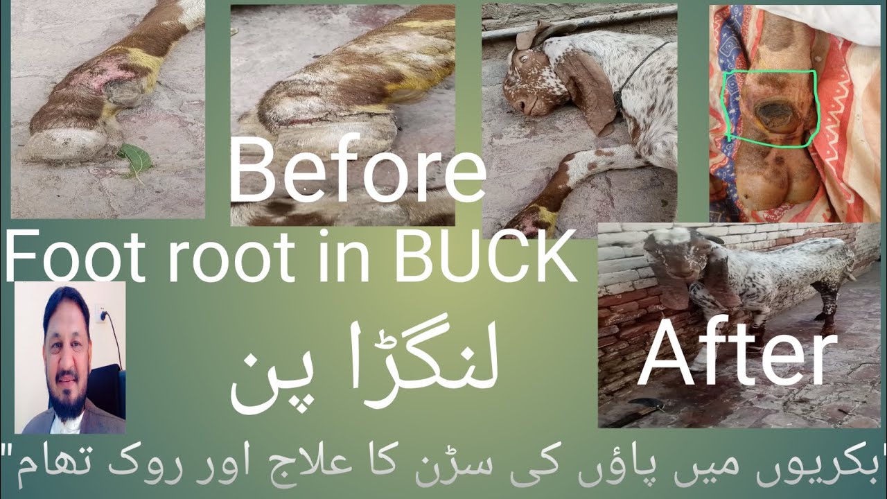 Treatment of Foot Root in buck - YouTube