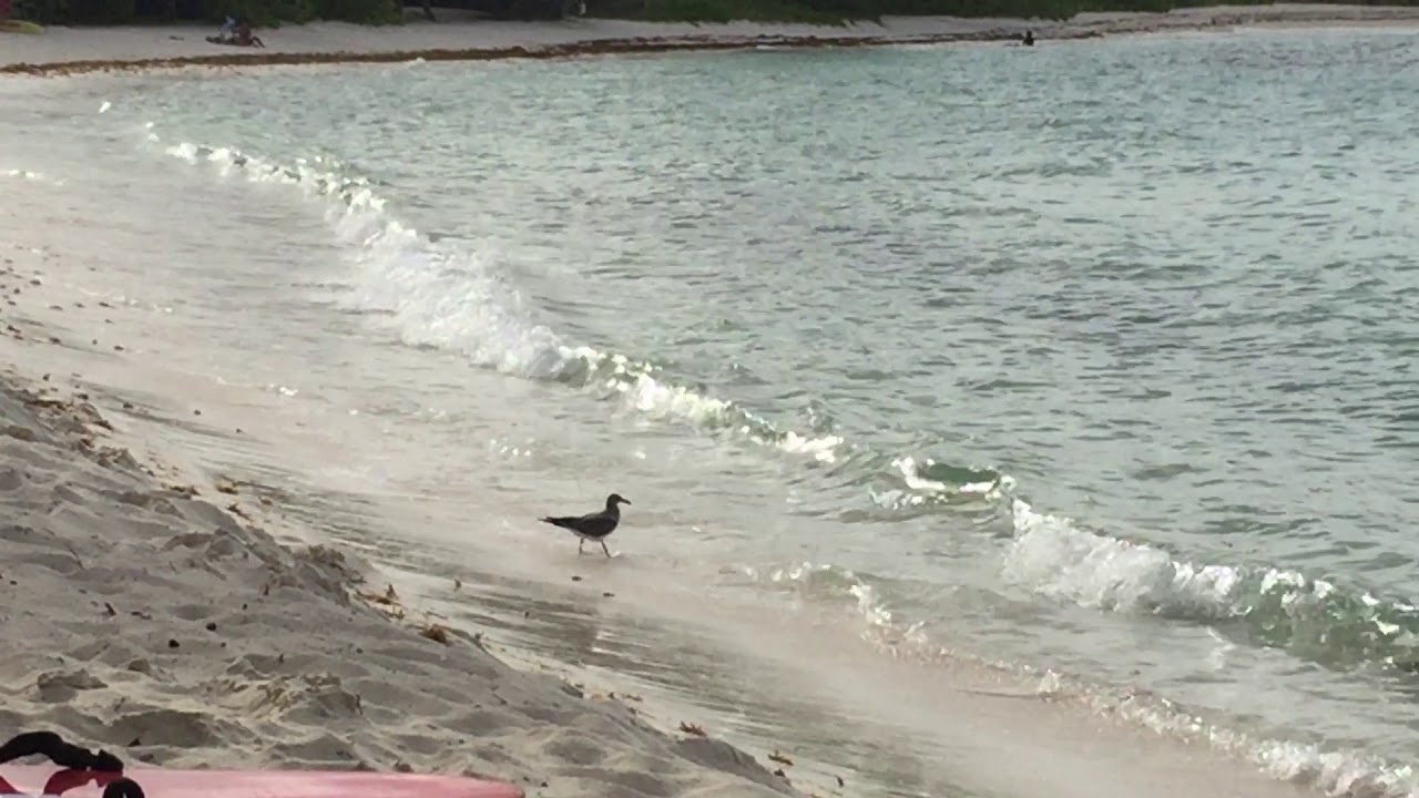 Lindquist Beach, Bird, St. Thomas, Virgin Islands - YouTube