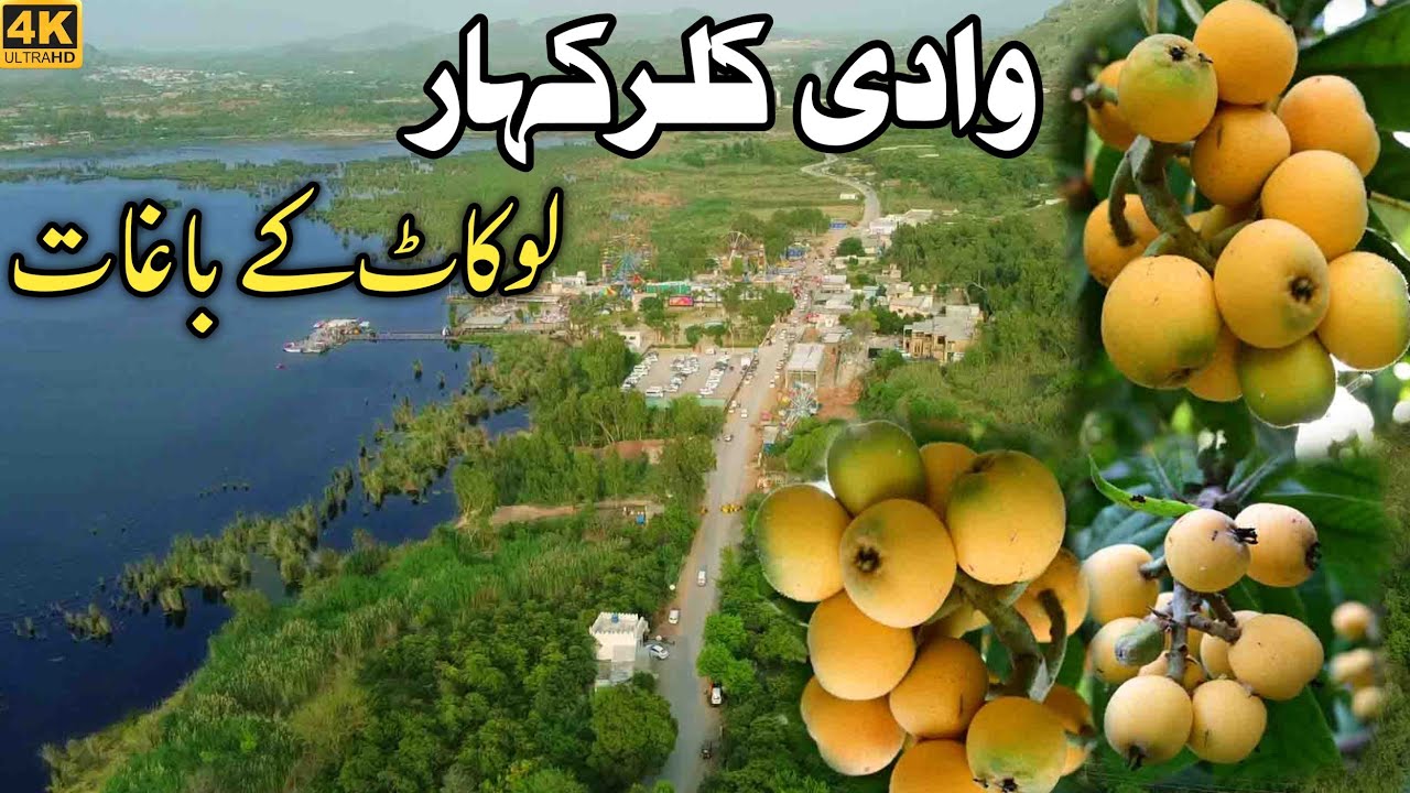 Best Loquat Fruit In Kallar Kahar Chakwal💫 لوکاٹ کا پھل @sherazistudio9 ...