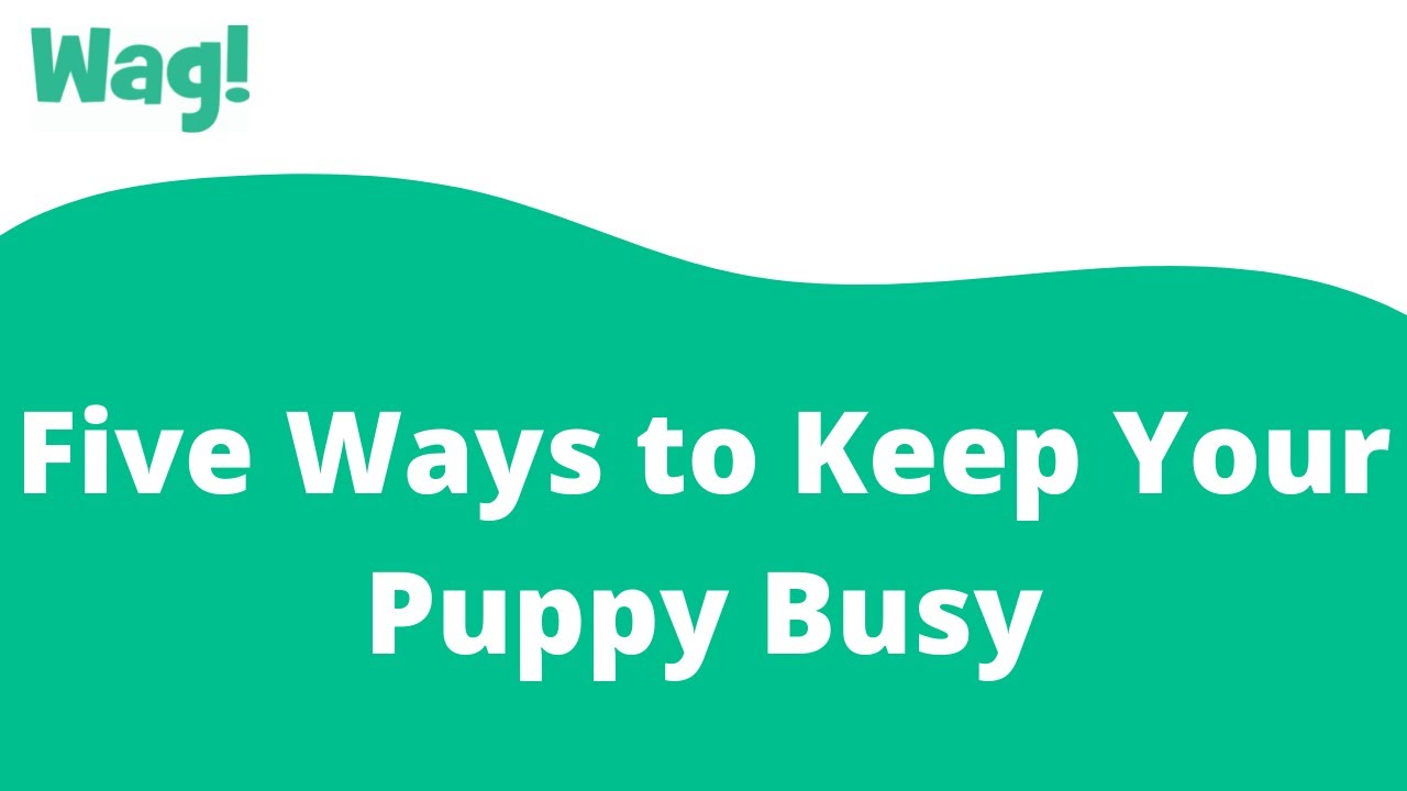 Five Ways to Keep Your Puppy Busy | Wag! - YouTube