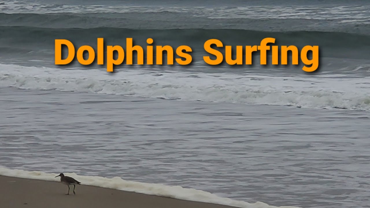 Dolphins off of the Coast of Emerald Isle, NC - YouTube