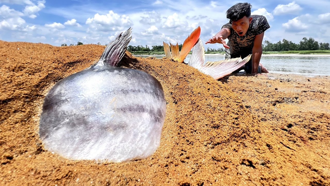 Amazing Daily Life Big Stuck Fish Catching Experience In River Dry ...