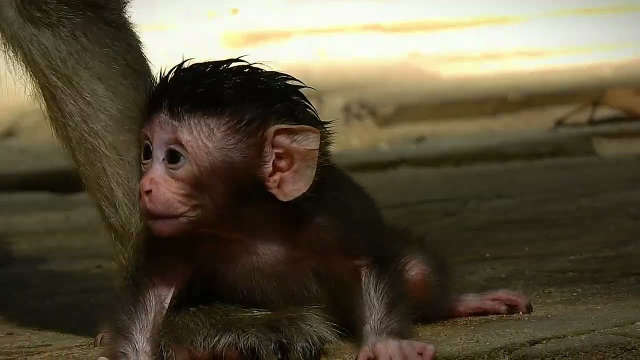 Button monkey mother teaches baby Bean to learn to walk for the first ...