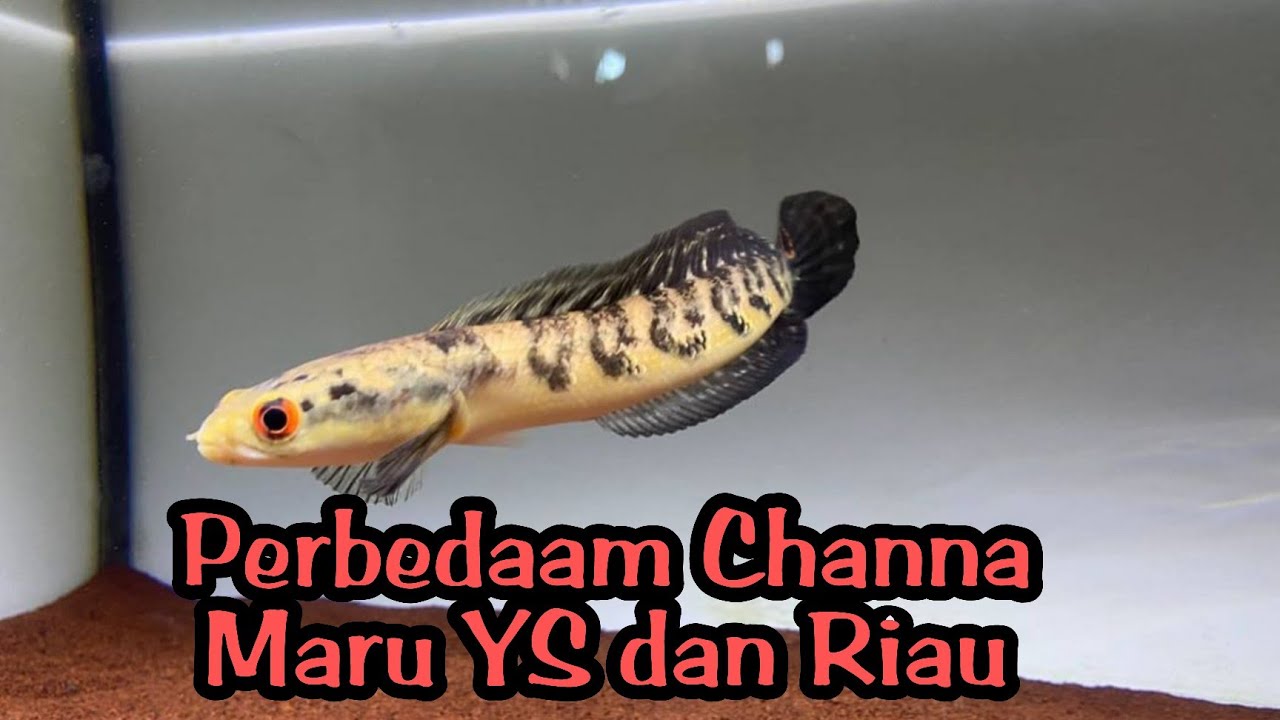 CARA BEDAKAN B4BY CHANNA MARU YS DAN CHANNA OREN RIAU - YouTube