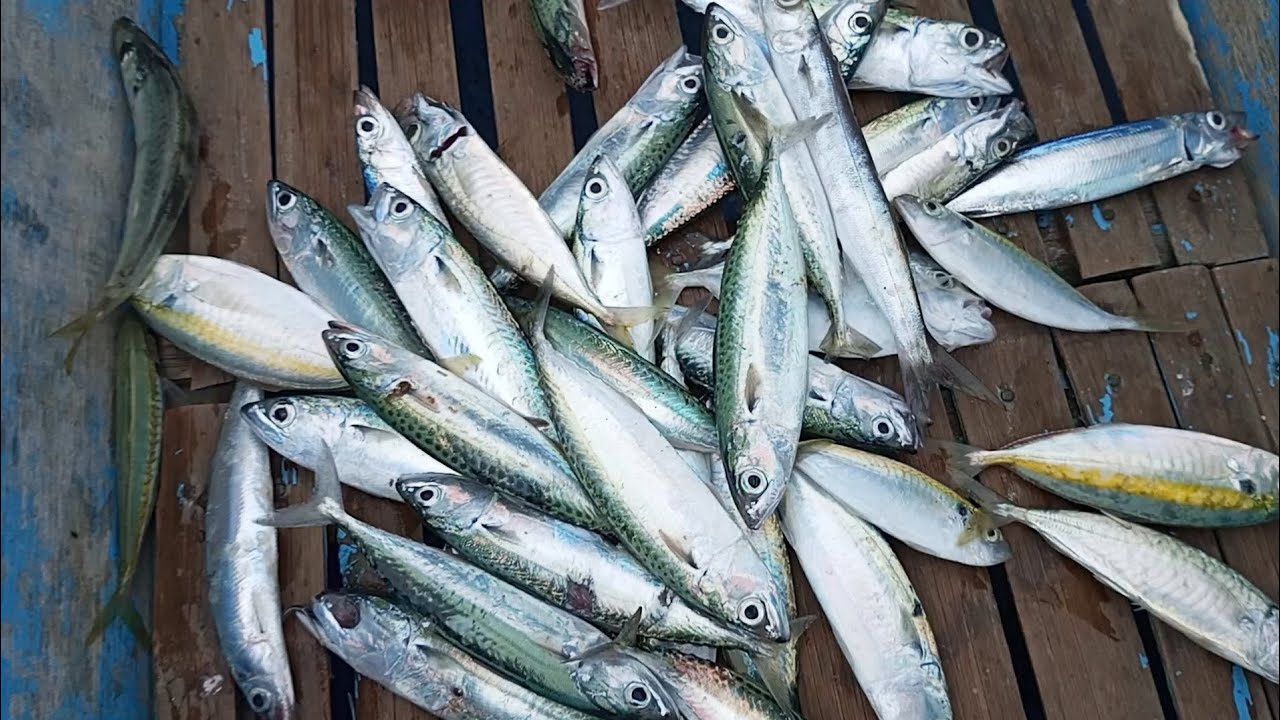 Pangangawil ng pang- ulam| catch & cook - YouTube