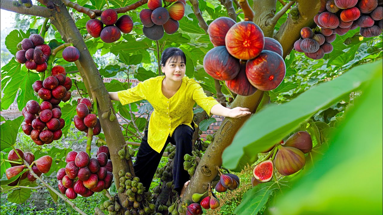 Amazing Harvesting Super Big Ripe Figs - Making Delicious Salted Figs ...