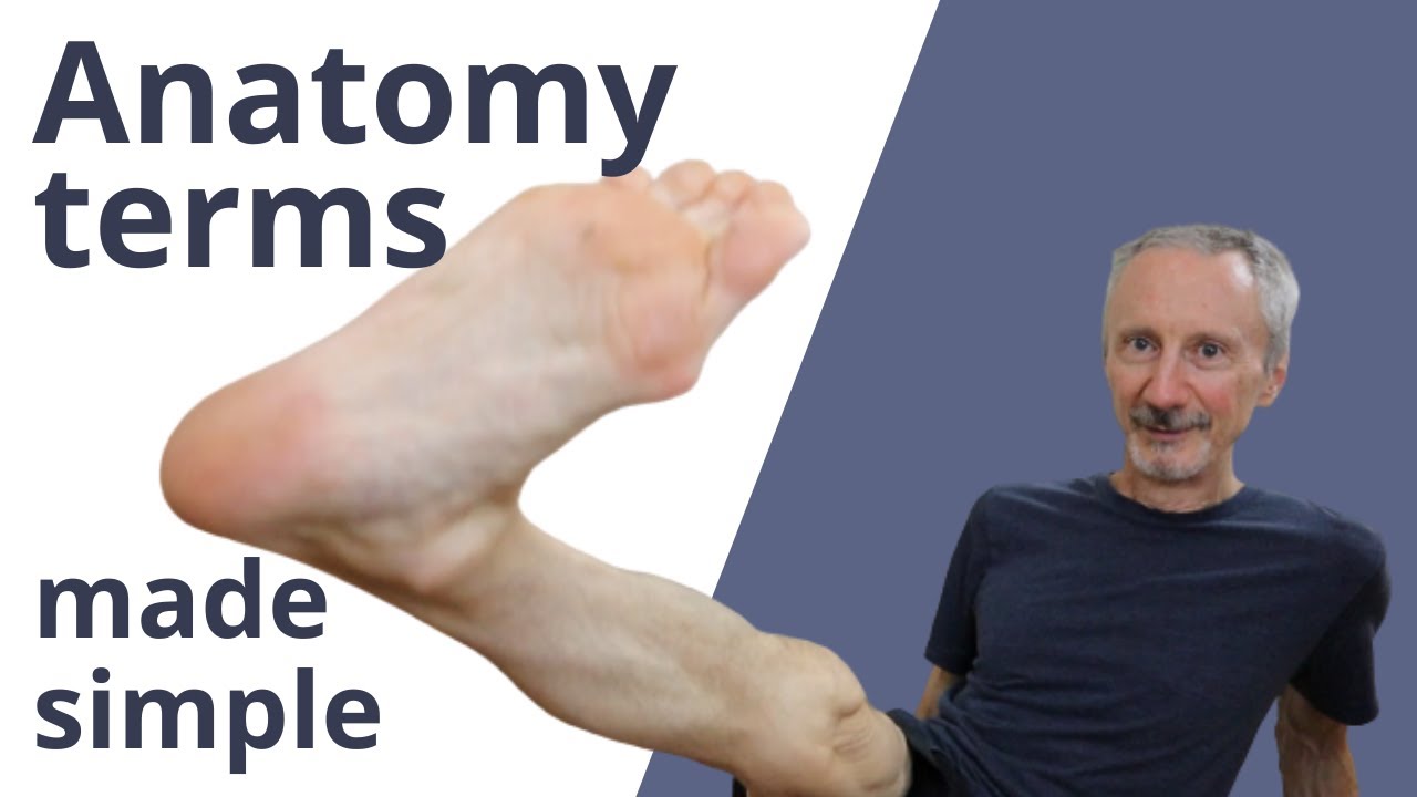 Anatomical terms of movement made simple - YouTube