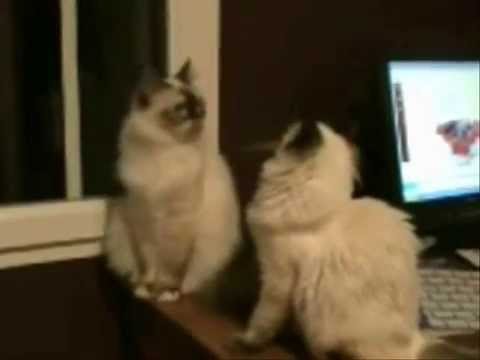 The Two Arguing Cats - YouTube