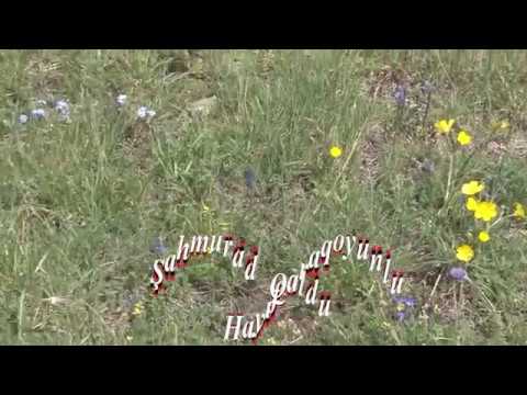 Şahmurad Qaraqoyunlu  - Hayıf oldu