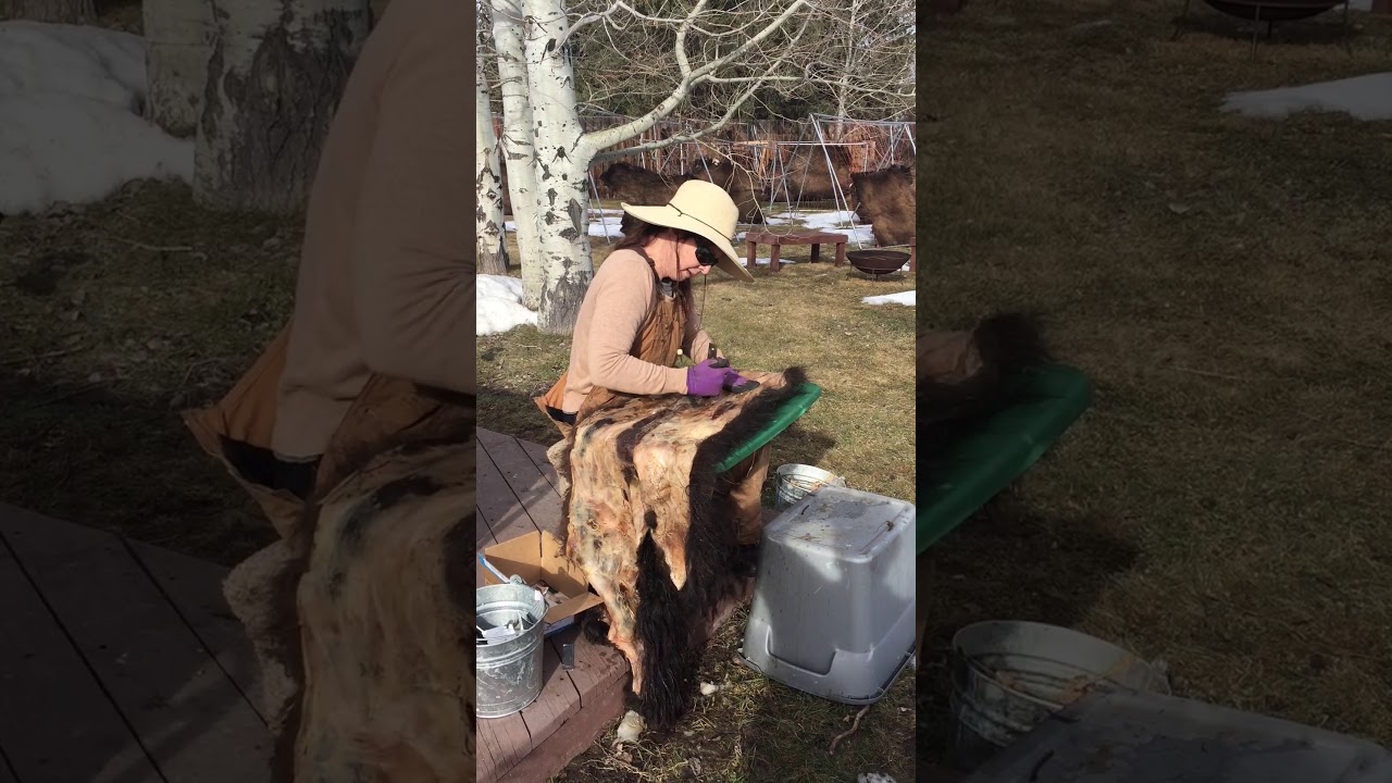 Fleshing Bison Hide - YouTube