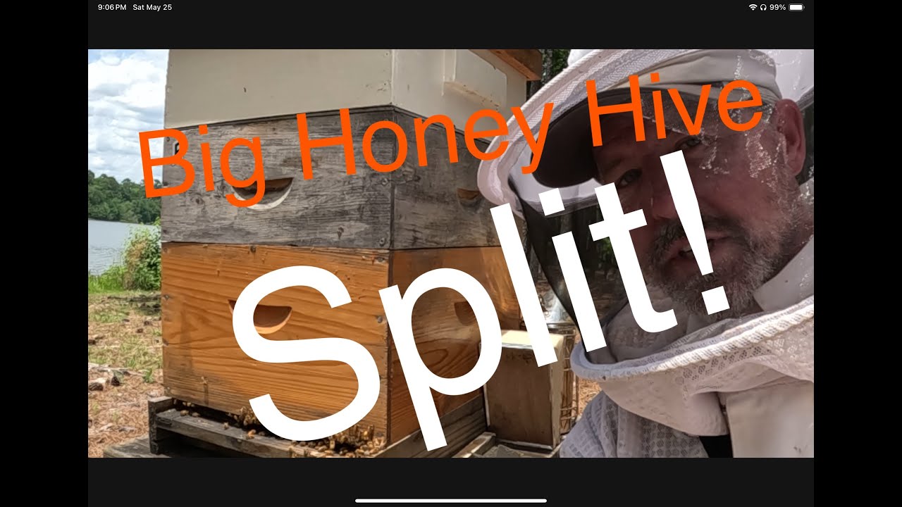 Beekeeping for Beginners | Honey Hive Split - YouTube