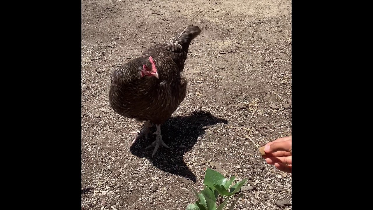 CHICKEN DANCE VIDEO - YouTube