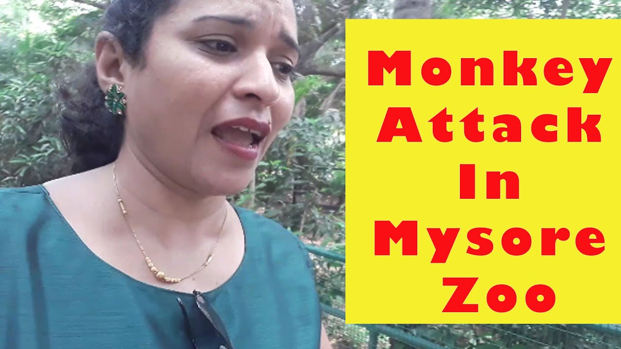 Monkey Attack in Mysore Zoo / Mysore Palace / Sand Museum - YouTube