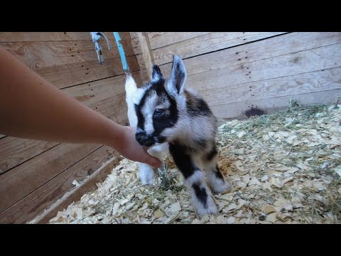 We Missed the ENTIRE BIRTH | Tessa the Nigerian Dwarf Goat Gives Birth ...