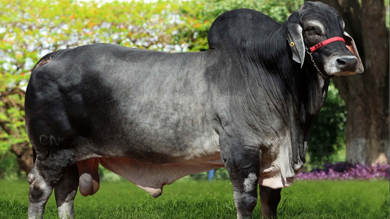 🔴 TORO Guzerat Espião S Los Mejores TOROS GUZERAT // Crea Tu NEGOCIO ...