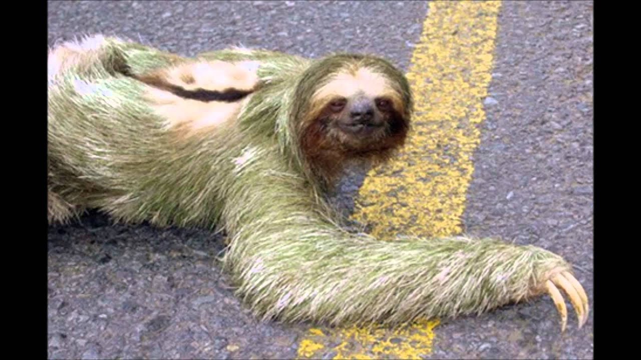 Some of the funniest & craziest animal pics on the web! - YouTube