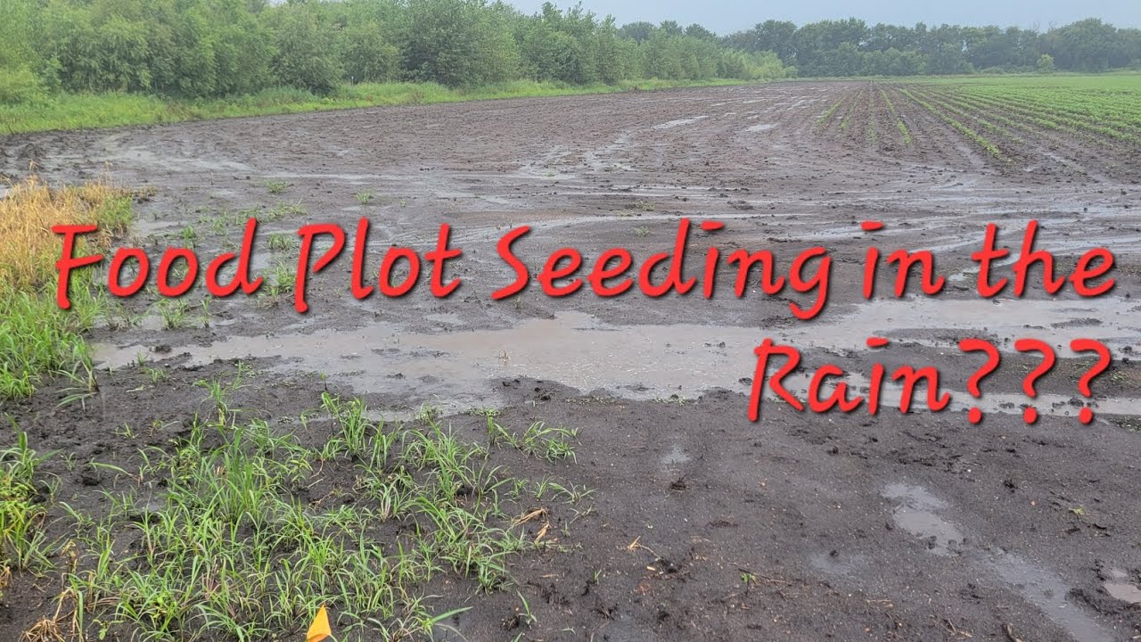 Fall Food Plot Seeding in the Rain!! - YouTube