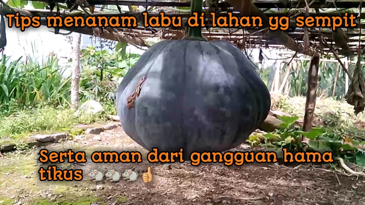 CARA BUDIDAYA LABU DI PEKARANGAN RUMAH - YouTube