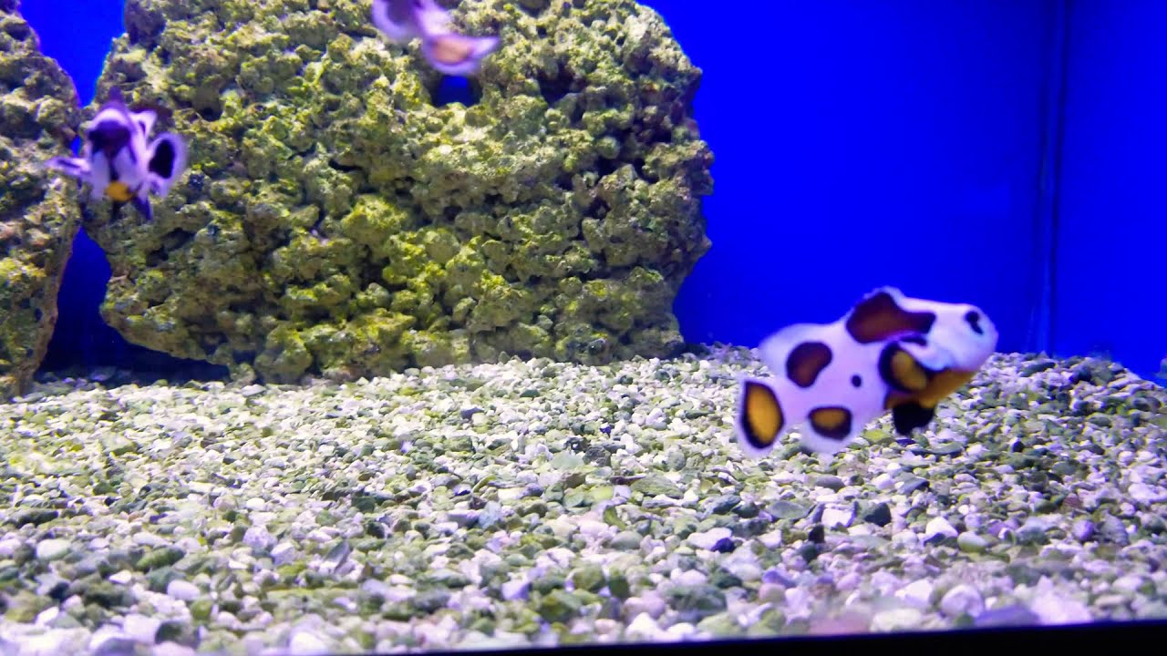 Mocha Storm Clown Fish Aquarium - YouTube