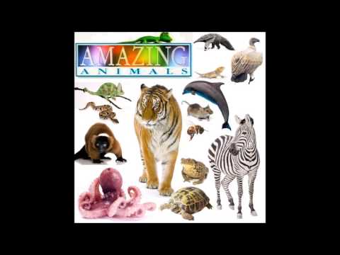 Henry's Amazing Animals: Main Theme - YouTube