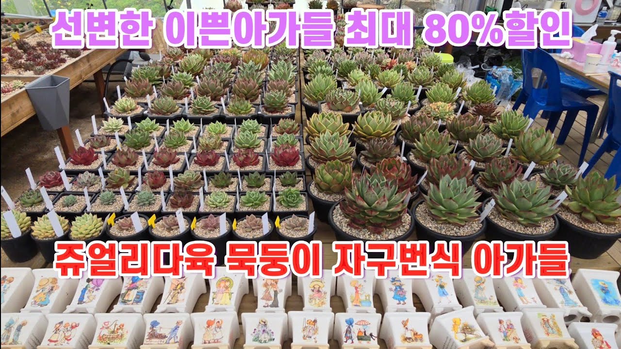 쥬얼리다육 자구번식 이쁜아가들 선별해서 최대 80 할인판매 원종 초창기종자들 만나보세요 묵둥이 창 다육이 쥬얼리다육