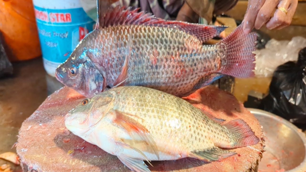 Amazing Tilapia Fish Cutting Skinning Skills In Fish Market | Fish ...