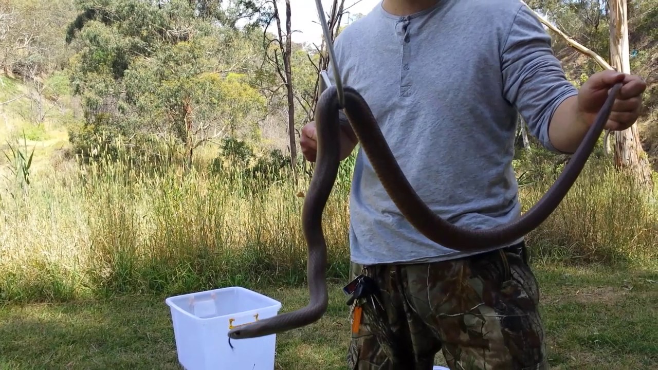 SNAKE HUNTER - 24/7 Snake Catcher Melbourne - YouTube
