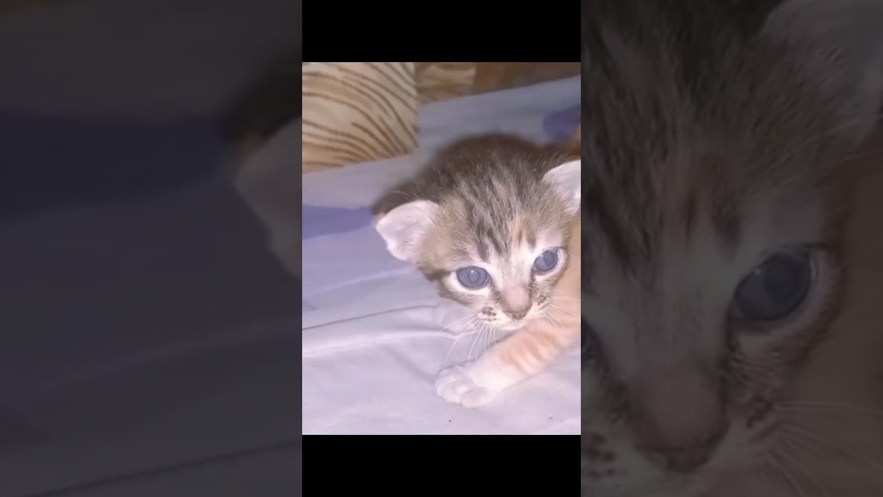 cat funny kitten 🐱 power of love 🐈 #catkittenanimal #shortvideos # ...