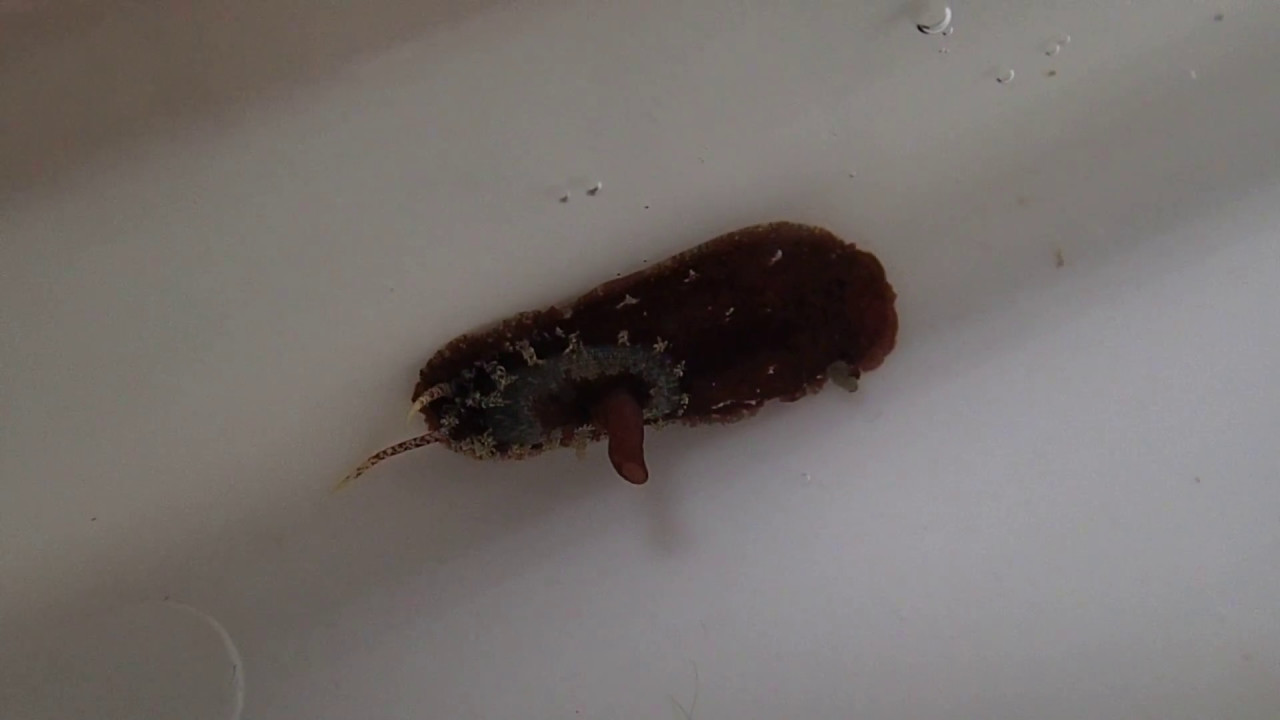 ヒラスカシガイ Macroschisma dilatatum - YouTube