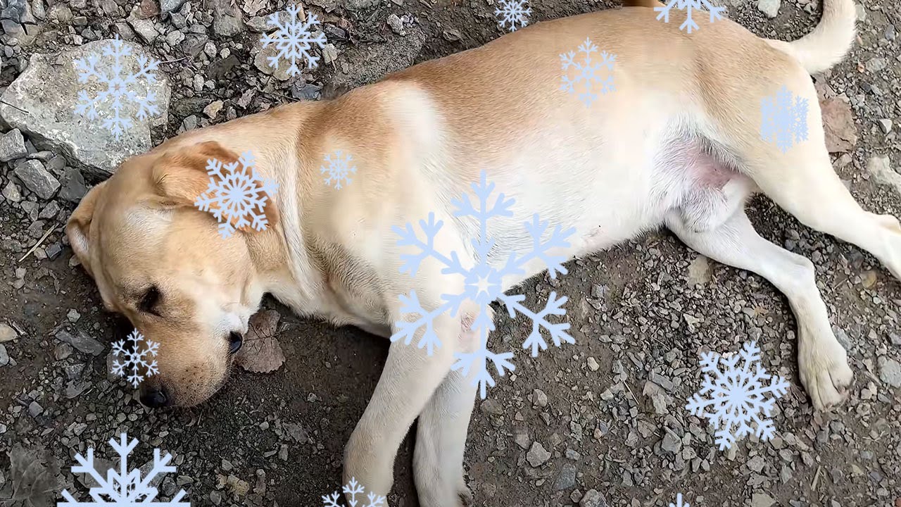 The Yard Is Encountering Difficulties. How Do The Dogs Survive This ...