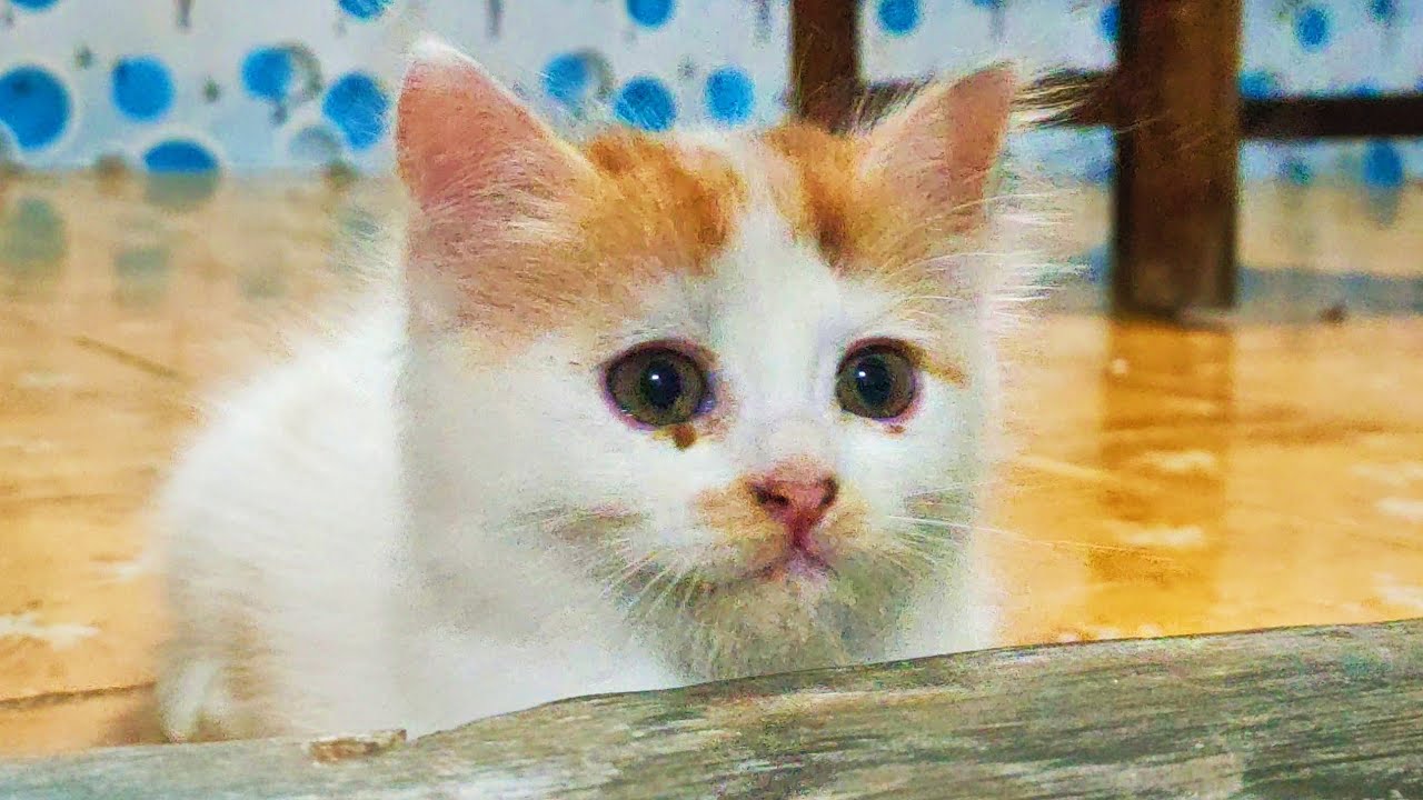 kucing menggemaskan lucu - funny kitten cat - moment cat funny - part ...