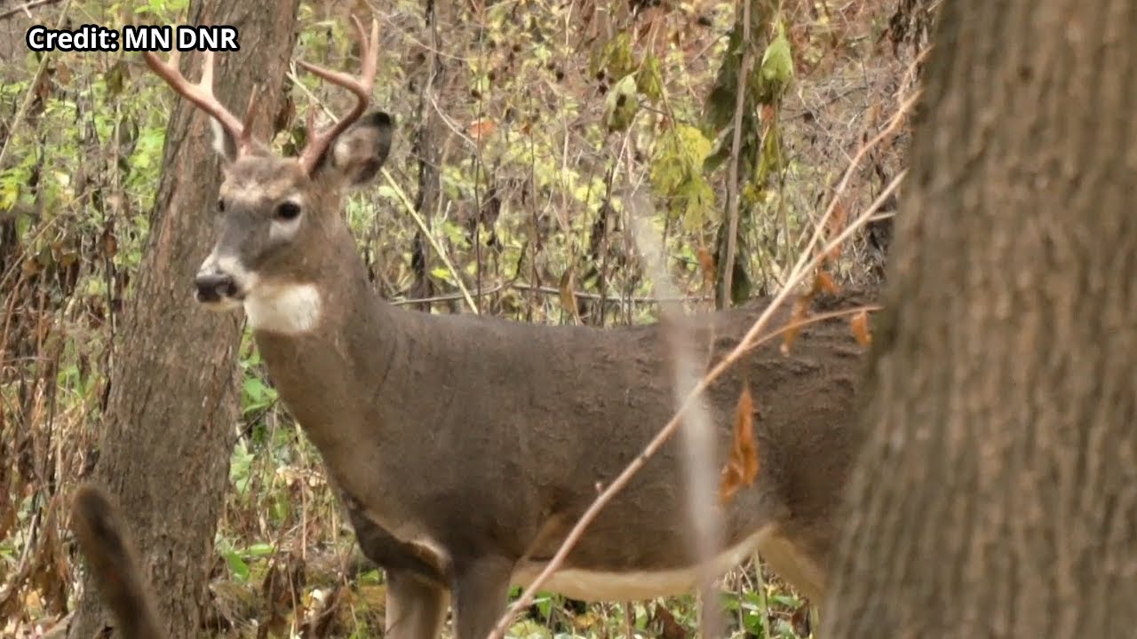 MN DNR Suspects First Positive Case of CWD in Bemidji Area - YouTube