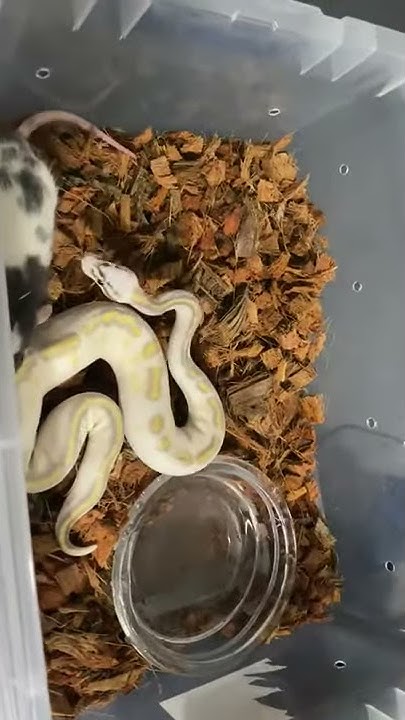 HIGHWAY BALL PYTHON (LIVE FEEDING) - YouTube