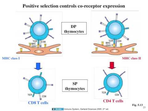Positive and Negative Selection - YouTube