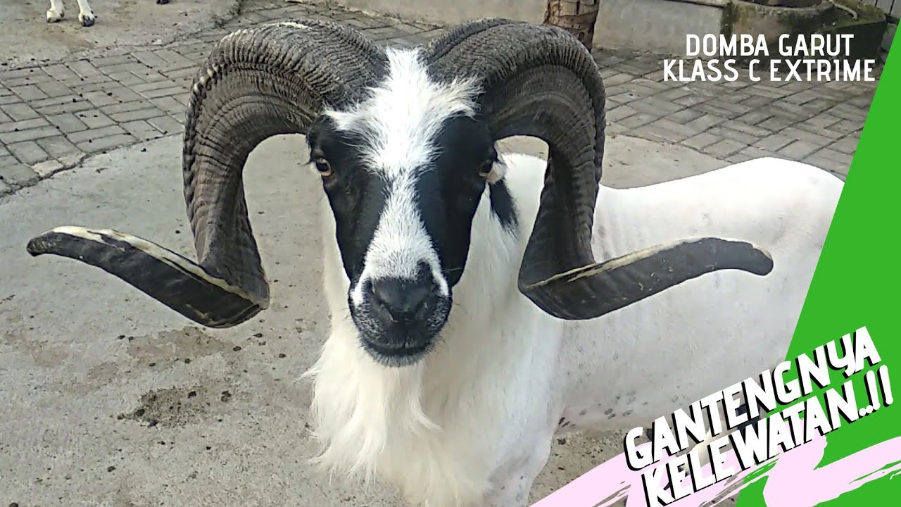 Domba Garut Super...!!! - YouTube