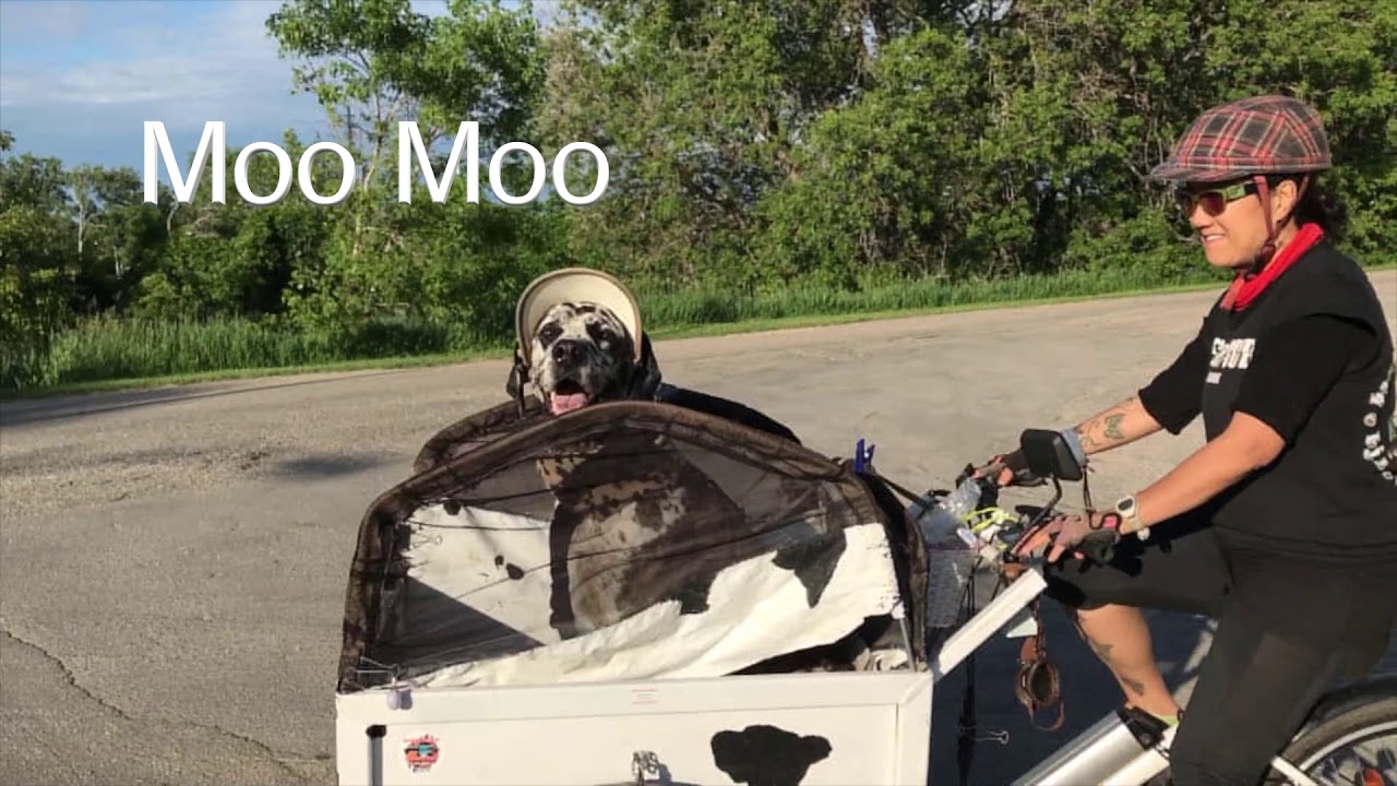 A Dog Named Moo Moo In An Ice Cream Cart ? - YouTube