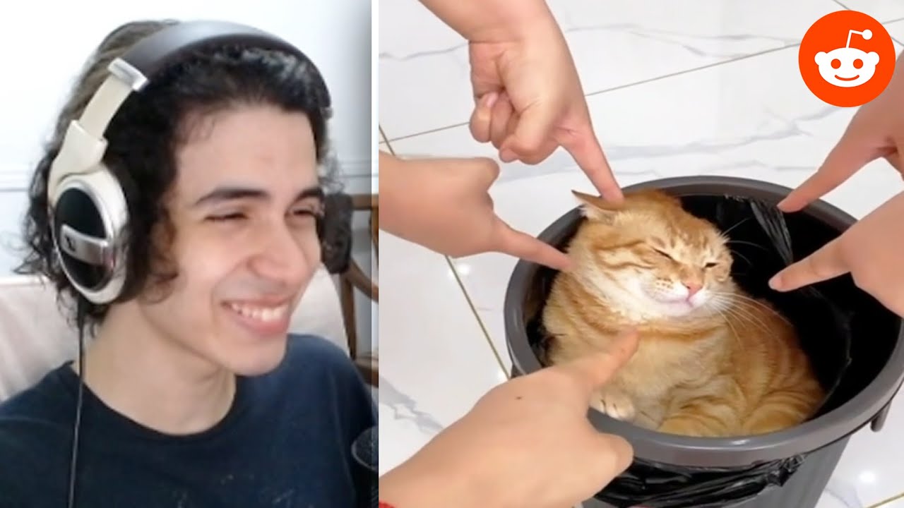 Pedrodbr Reage aos Melhores Memes do Reddit #385 - YouTube