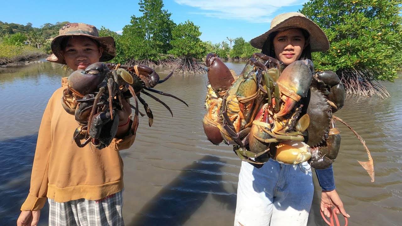 Two Brave Women Catch Many Huge Mud Crabs under Mangrove Trees after ...
