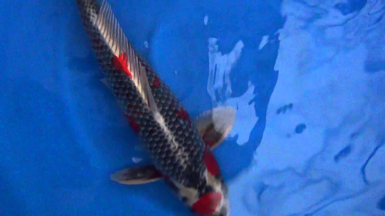 Frieslandkoi - VHQ Showclass Beni Ginga / Aoki 55cm - YouTube